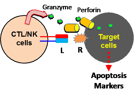 T/NK cell-mediated killing assay – DeMythBio